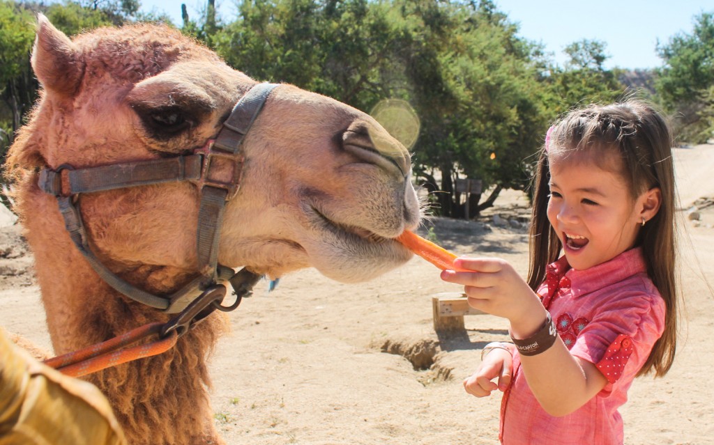 Encuentro con Camellos - My Experience Tours
