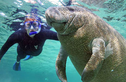 Manatee Encounter in Cozumel - My Experience Tours