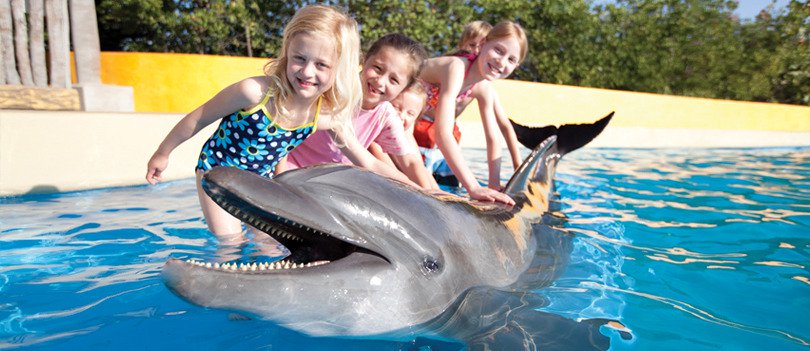 Dolphin Kids