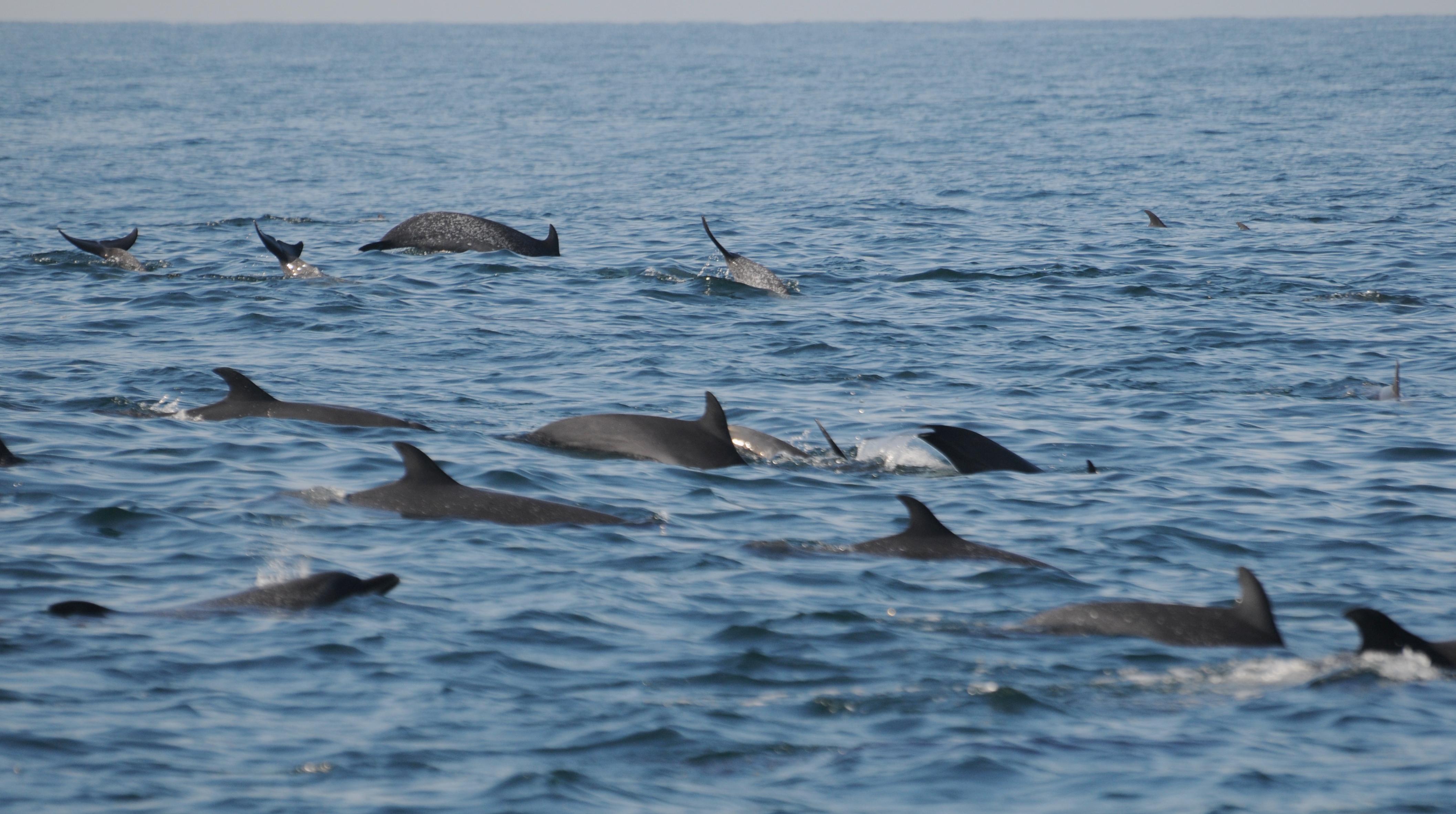 Dolphins in the Wild - My Experience Tours